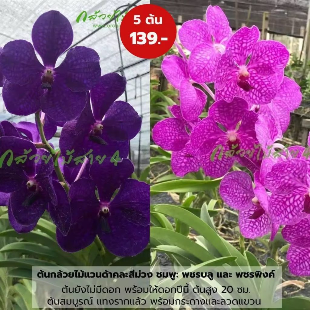กล้วยไม้แวนด้า 5 ต้น – DodiShop :: คัดสรรสินค้าราคาโปรพิเศษเพื่อคุณ